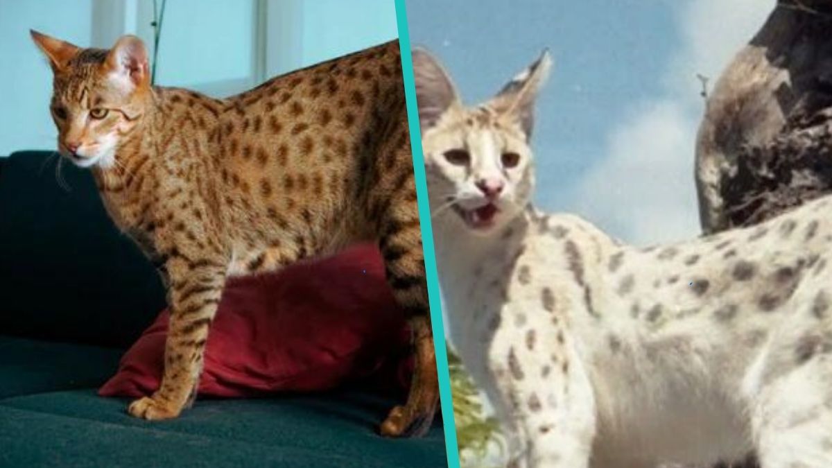 Gato ashera, una de las razas más caras del mundo de origen artificial | Patas en Casa